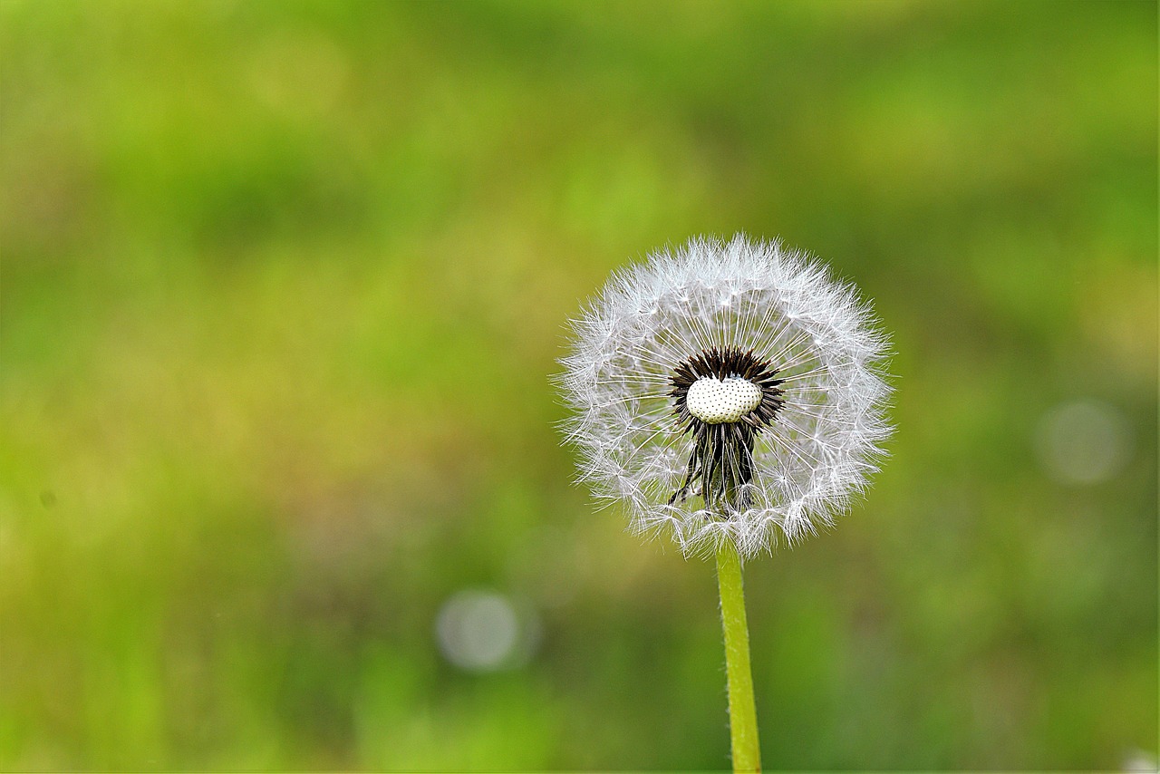2.000+ kostenlose Pusteblume und Löwenzahn-Bilder - Pixabay