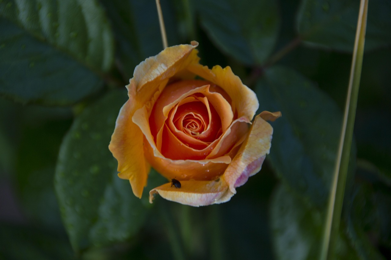 Rose Flower Nature - Free photo on Pixabay