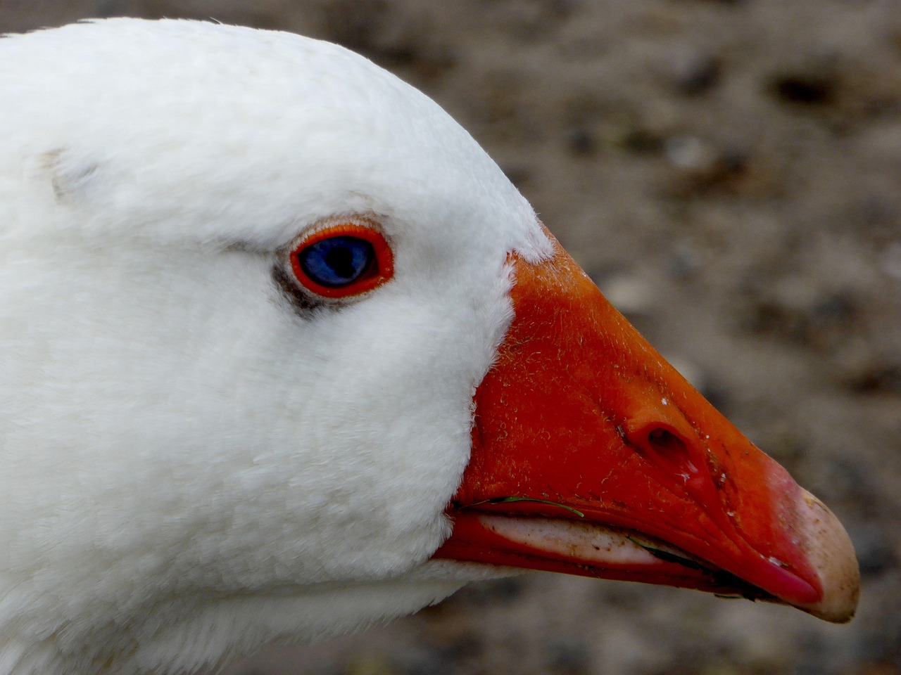Goose Farm Animal White - Free photo on Pixabay - Pixabay