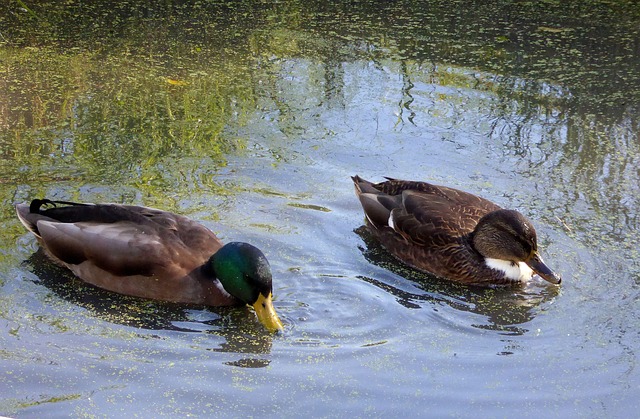 Patos Par De Agua Ave - Foto gratis en Pixabay - Pixabay