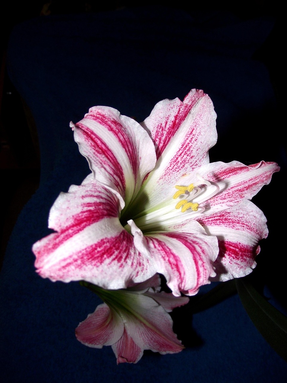Amaryllis Flower Blooming - Free photo on Pixabay - Pixabay