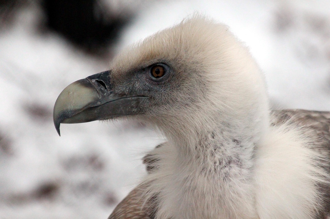 Griffon Vulture Birds Gyps Fulvus - Free photo on Pixabay