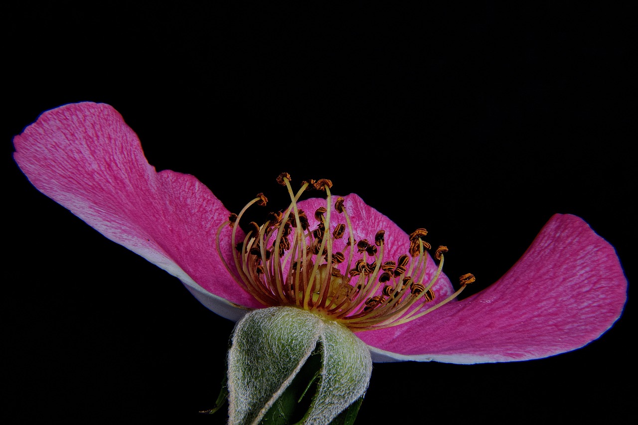 Blossom Bloom Bud Rubber - Free photo on Pixabay
