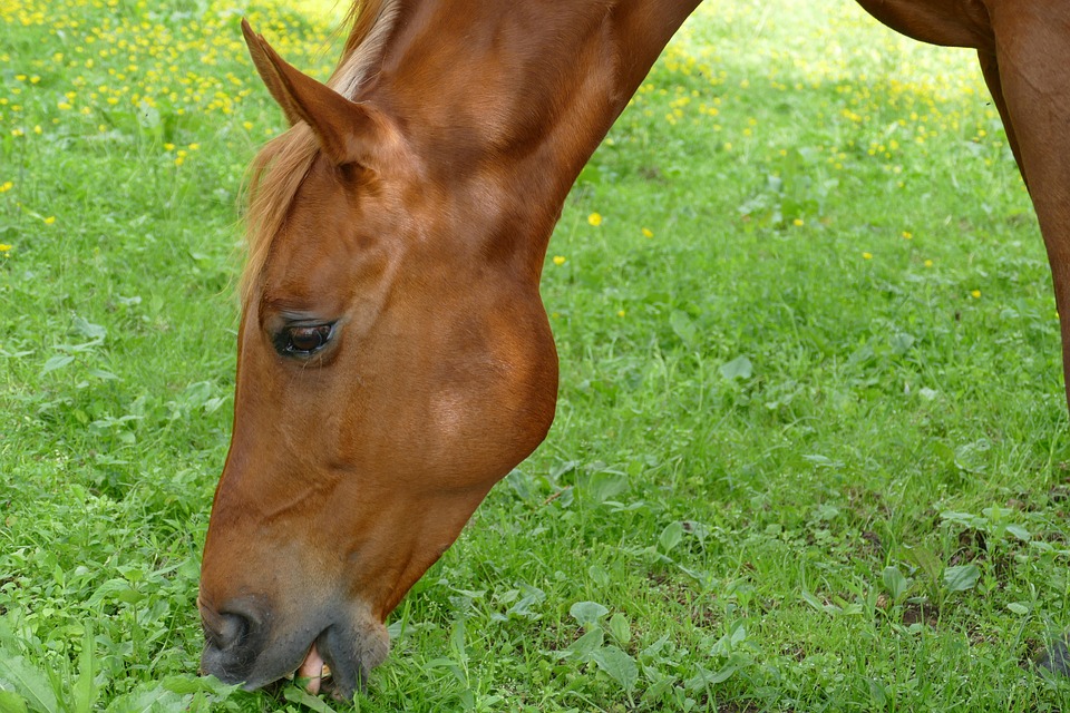 Horse Mammal Ungulate - Free photo on Pixabay - Pixabay