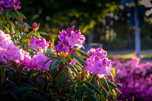Page 7 - 60,000+ Free Flowers Sunset & Nature Images - Pixabay
