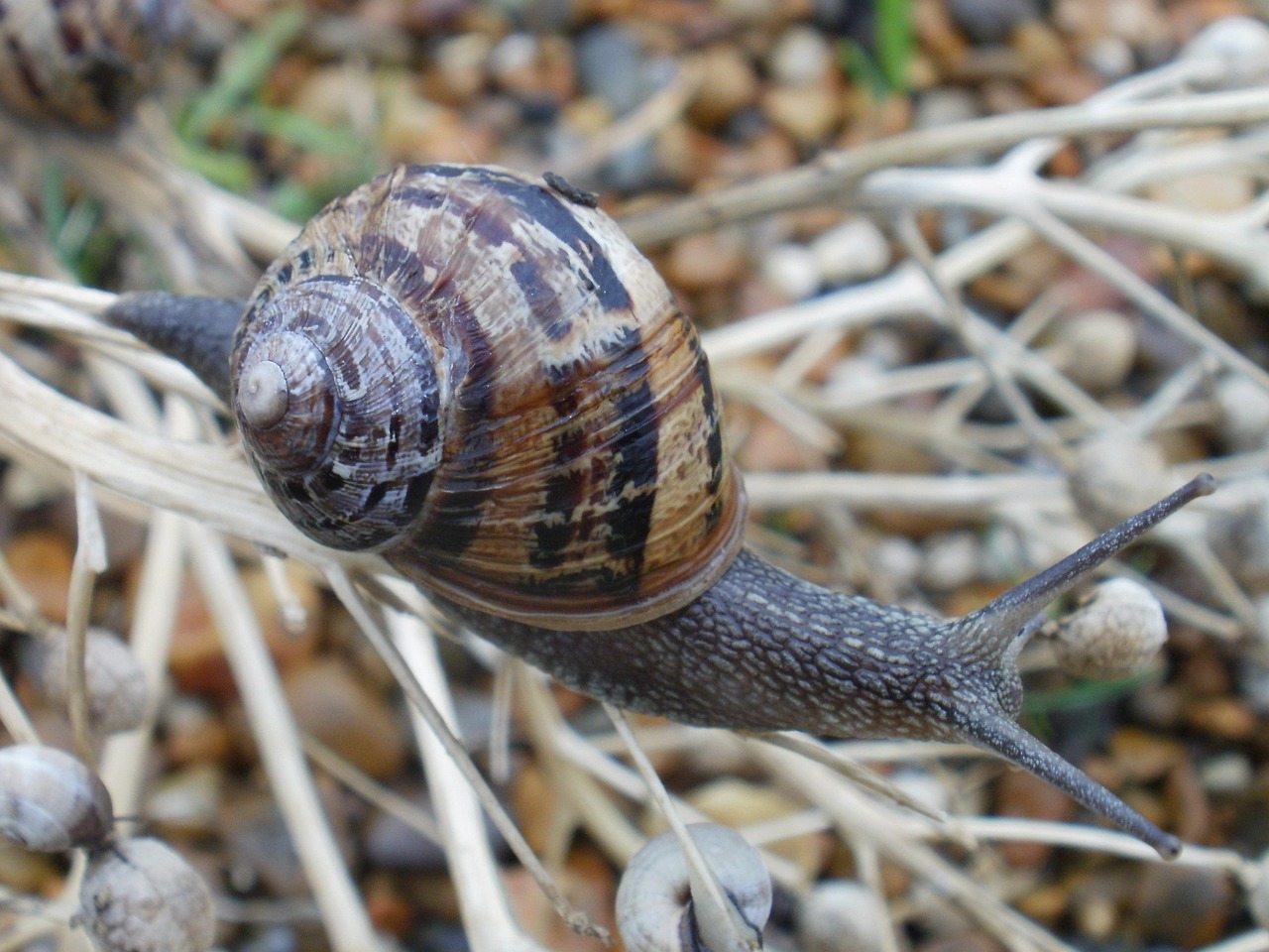 Escargot Mollusque Animal - Photo gratuite sur Pixabay - Pixabay