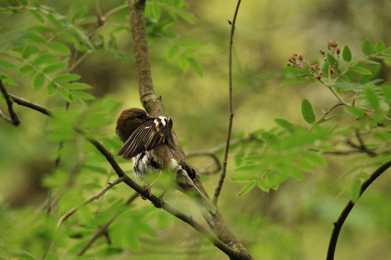 Songbird Bird Clean - Free photo on Pixabay