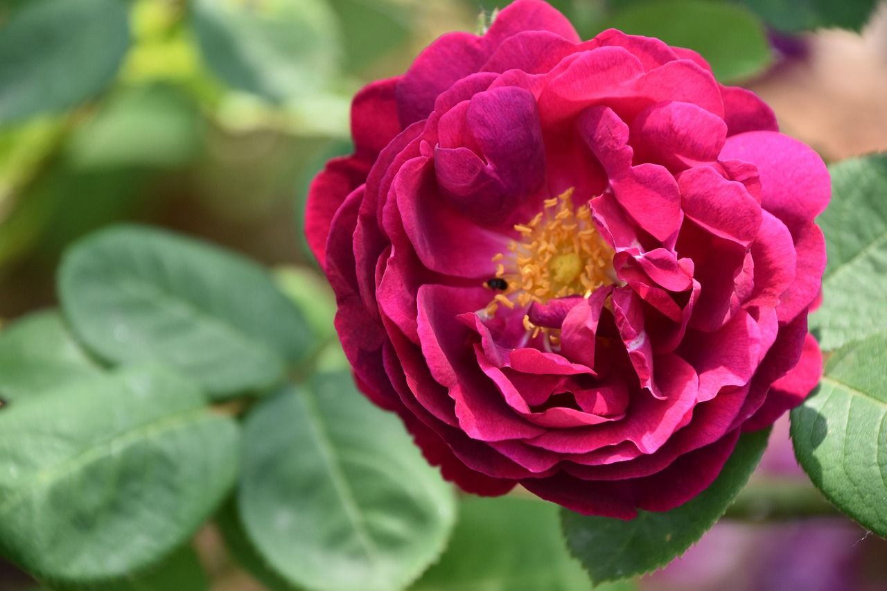 Rosa Blume Pflanze Pinke - Kostenloses Foto auf Pixabay - Pixabay