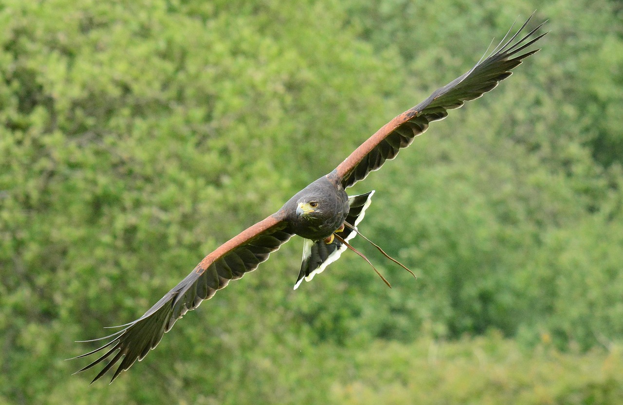 Harris Hawk Flying - Free photo on Pixabay