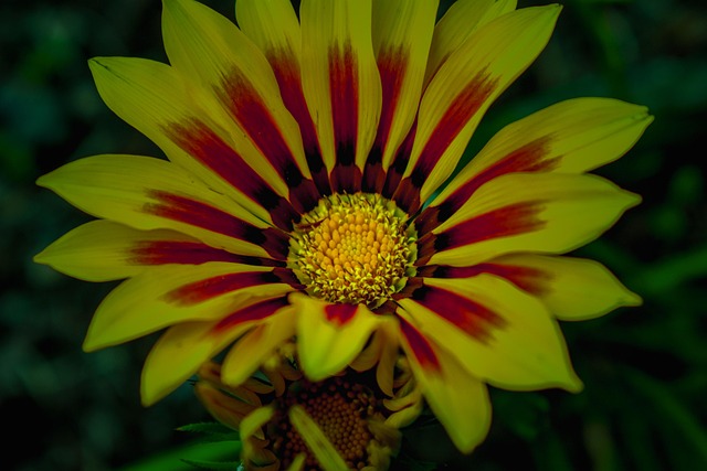 Belle Fleur Gérbela La - Photo gratuite sur Pixabay - Pixabay