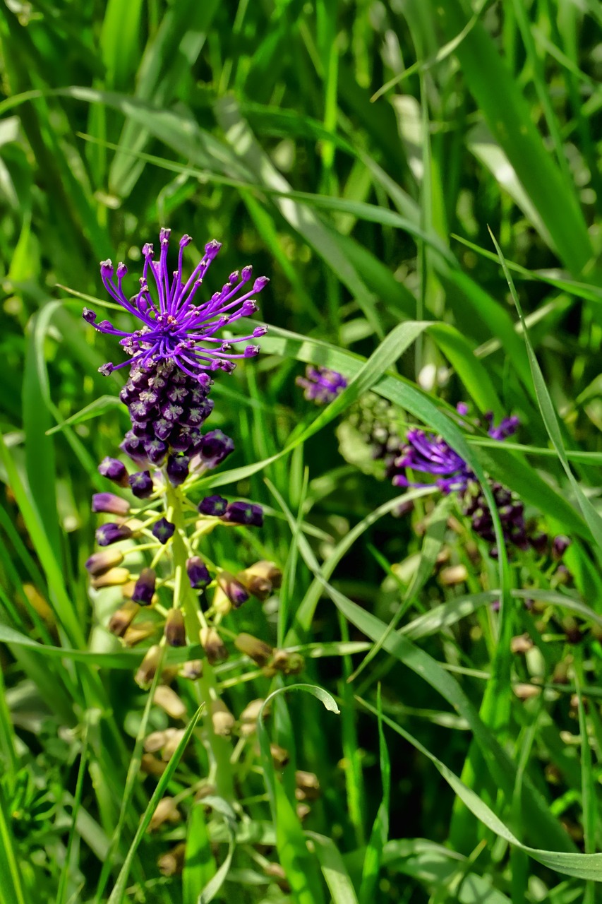 La Nature Gazon Inconnu Fleur - Photo gratuite sur Pixabay - Pixabay