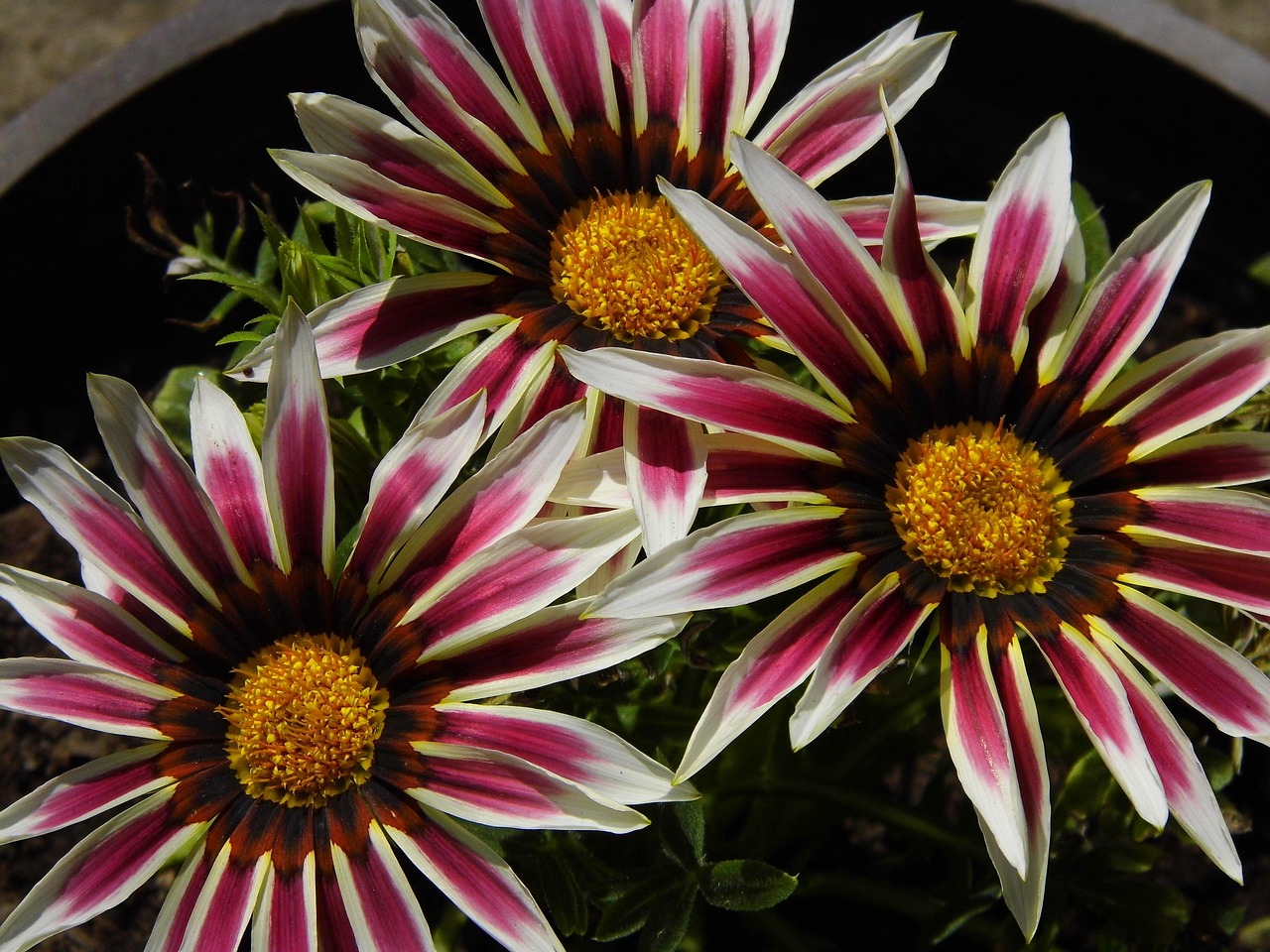 Gazánia Flower Colored - Free photo on Pixabay - Pixabay