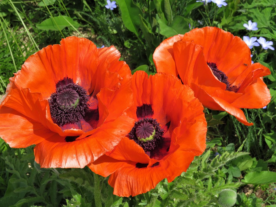 Opium Bunga Poppy Merah - Foto gratis di Pixabay - Pixabay