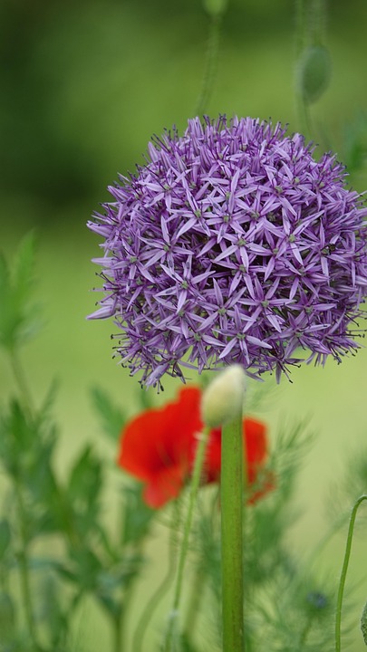 Flower Of Garlic Nature Garden - Free photo on Pixabay