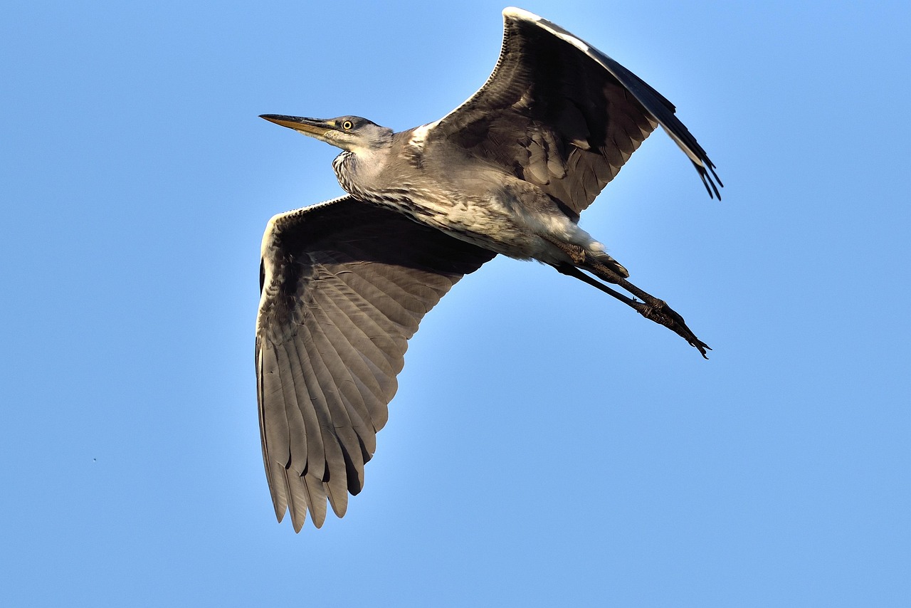 Garza Real Cielo Azul Plumas - Foto gratis en Pixabay - Pixabay