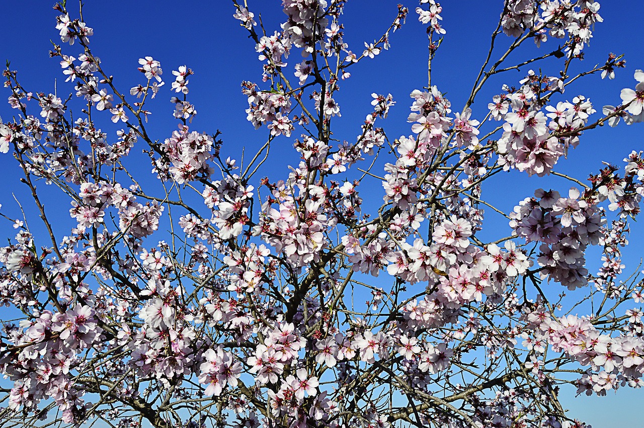 Más de 500 000 imágenes gratis de Almendros En Flor y Almendro - Pixabay