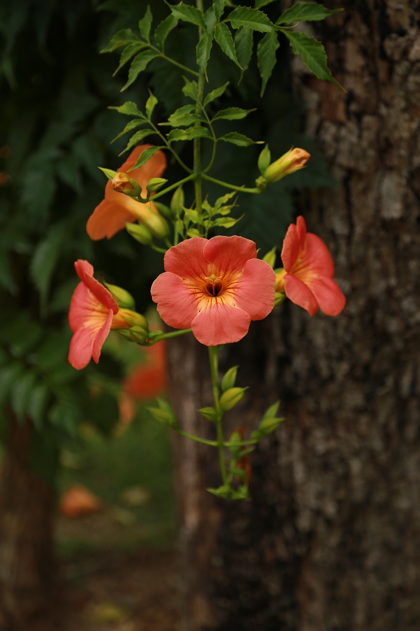 300,000+ Free Creepers Plant & Creeper Images - Pixabay