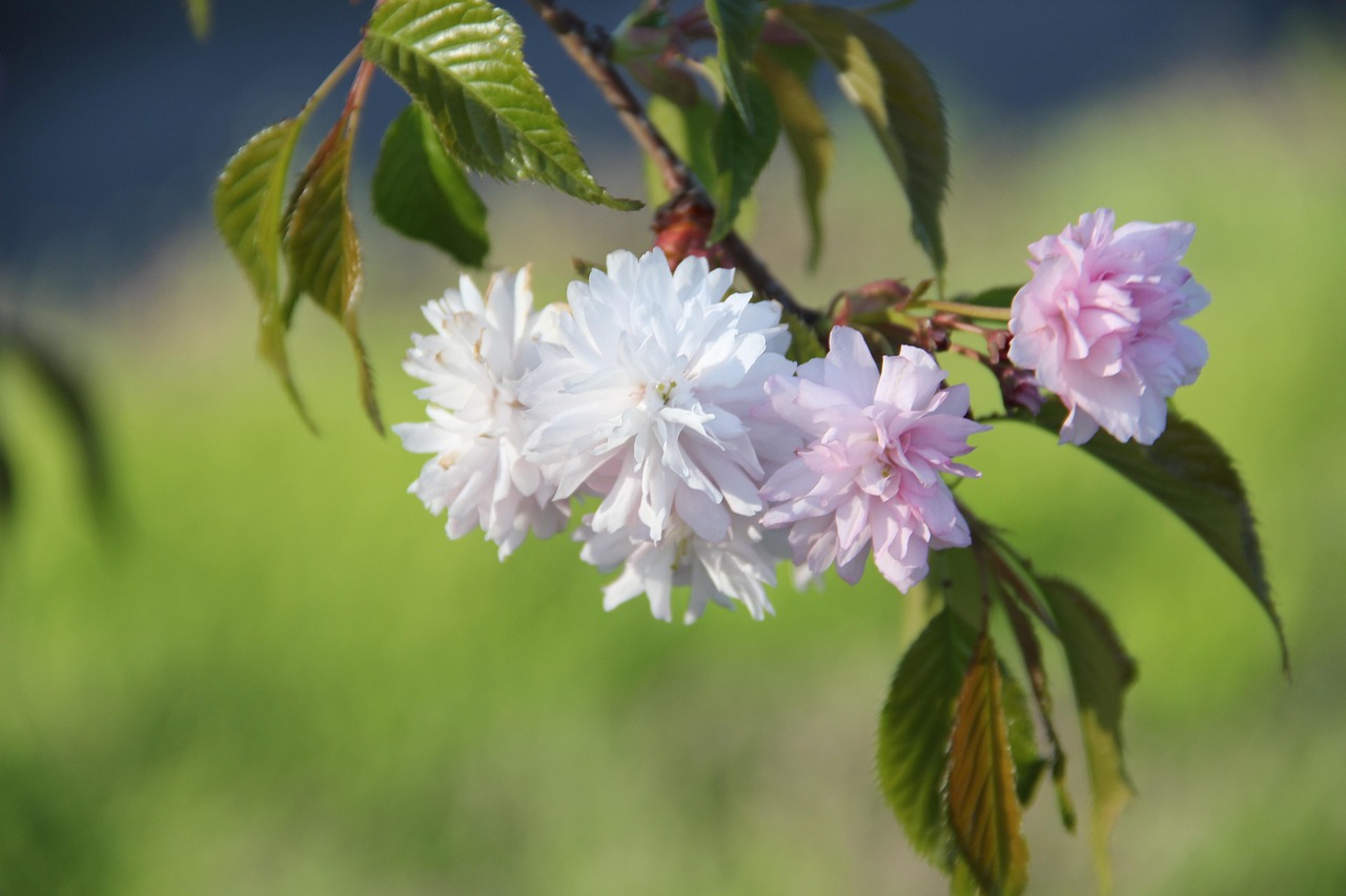 La Nature Fleurs Beauté - Photo gratuite sur Pixabay - Pixabay