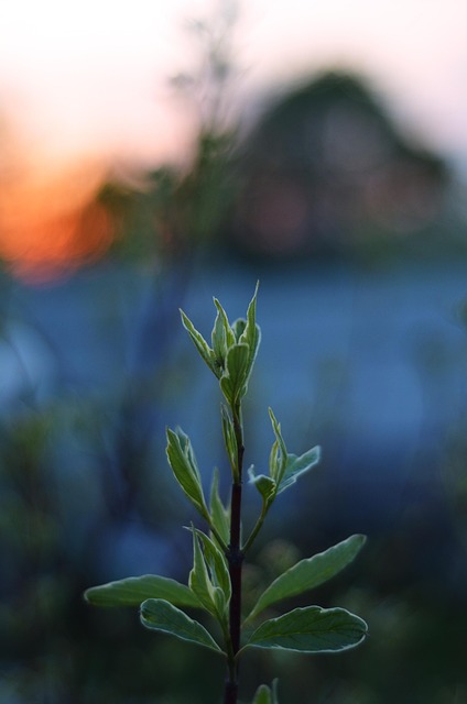 Sunset Plant Summer - Free photo on Pixabay - Pixabay