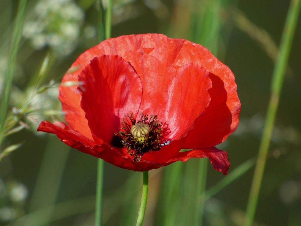 Poppy Bunga Merah - Foto gratis di Pixabay - Pixabay