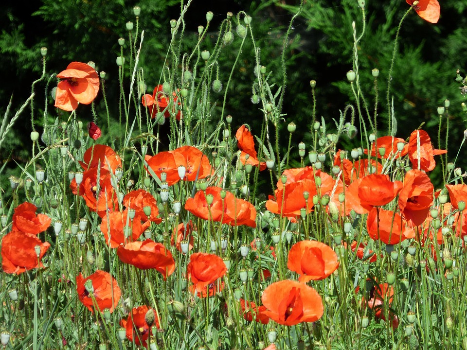 Bunga Poppy Merah - Foto gratis di Pixabay