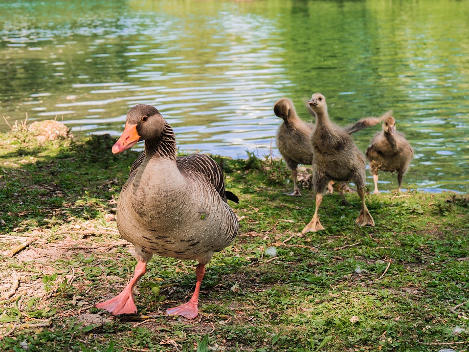 Geese Gray Waterfowl - Free photo on Pixabay