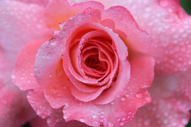 Rosa Gota De Chuva - Foto gratuita no Pixabay - Pixabay