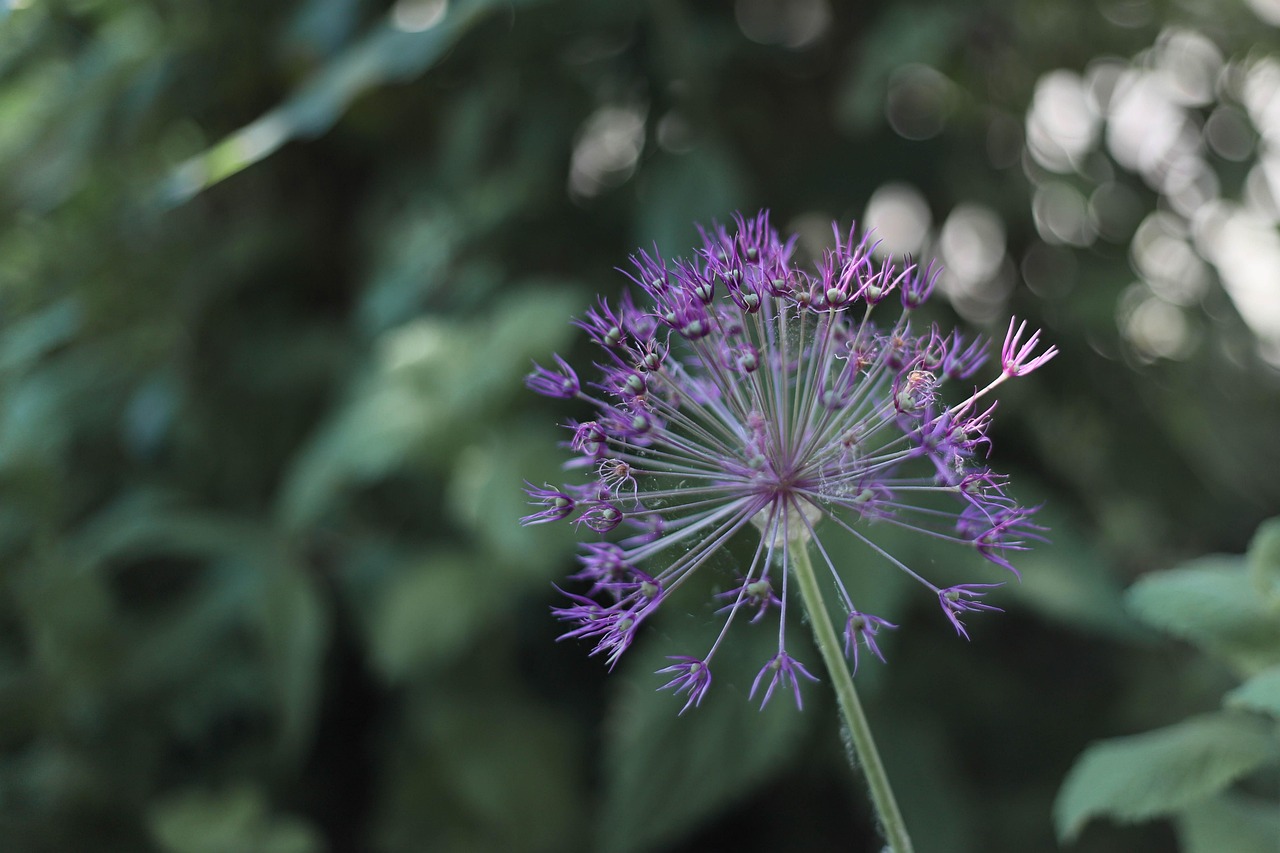 Ornamental Onion Purple - Free photo on Pixabay - Pixabay