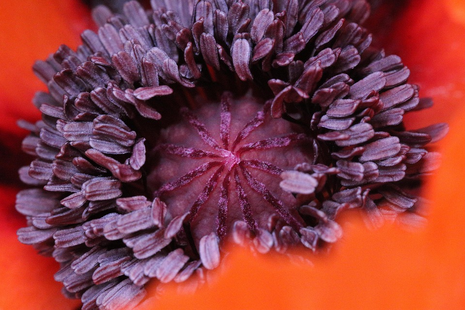 Heart Of Poppy Macro Botanical - Free photo on Pixabay - Pixabay