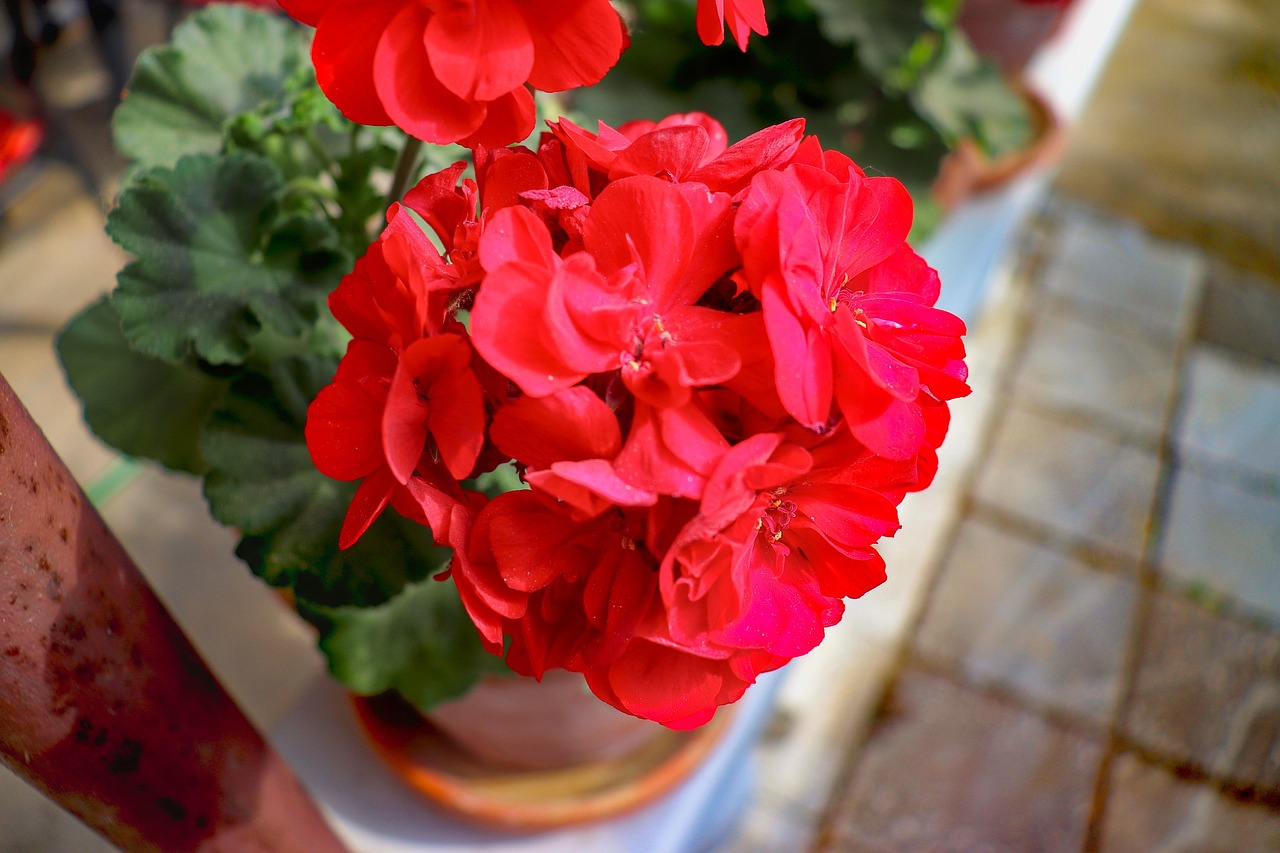 Muskatnuss Rot Blume - Kostenloses Foto auf Pixabay - Pixabay