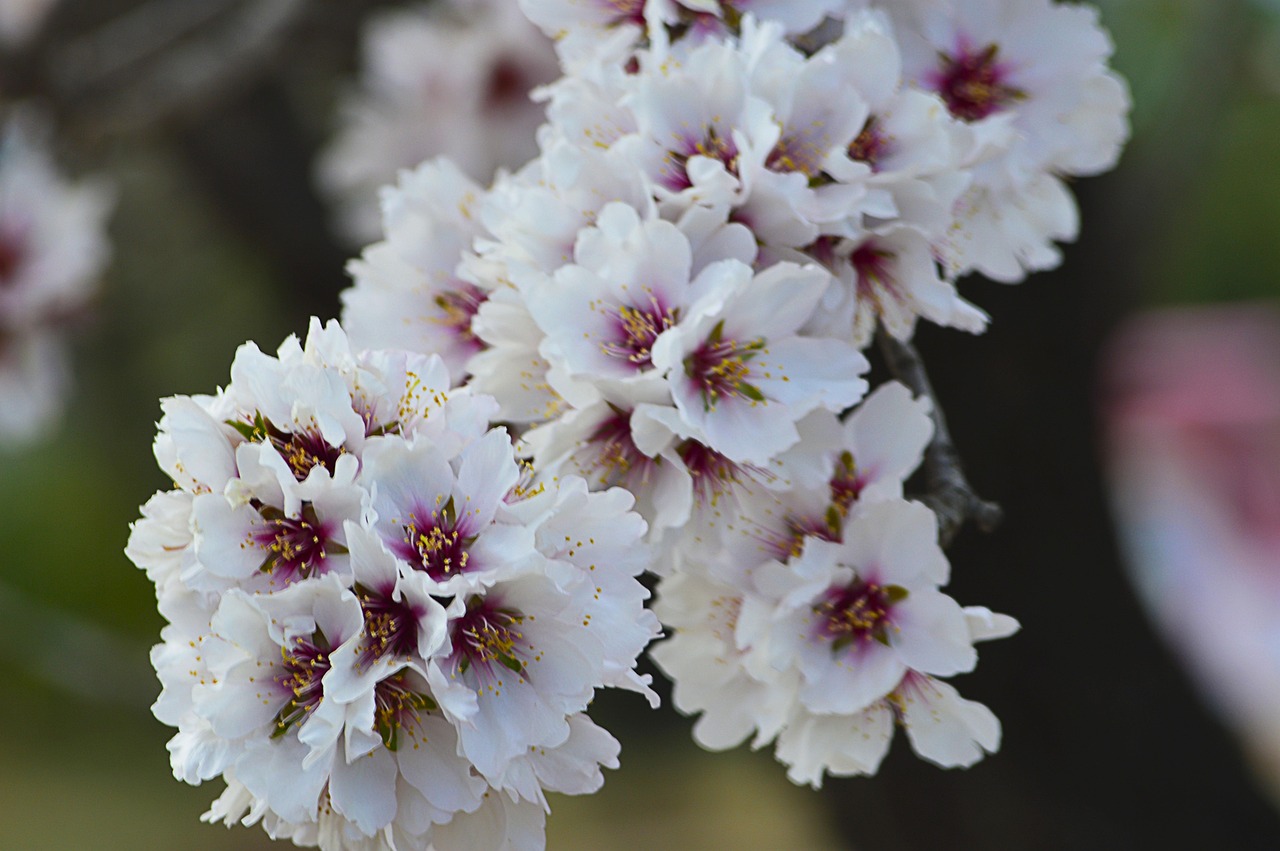Más de 500 000 imágenes gratis de Almendros En Flor y Almendro - Pixabay