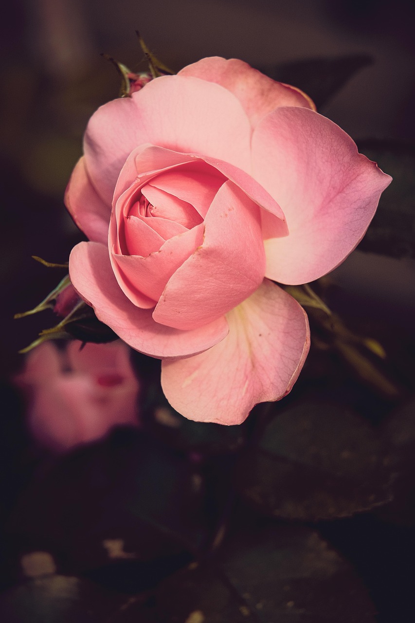Rose Jardin Fleur - Photo gratuite sur Pixabay - Pixabay