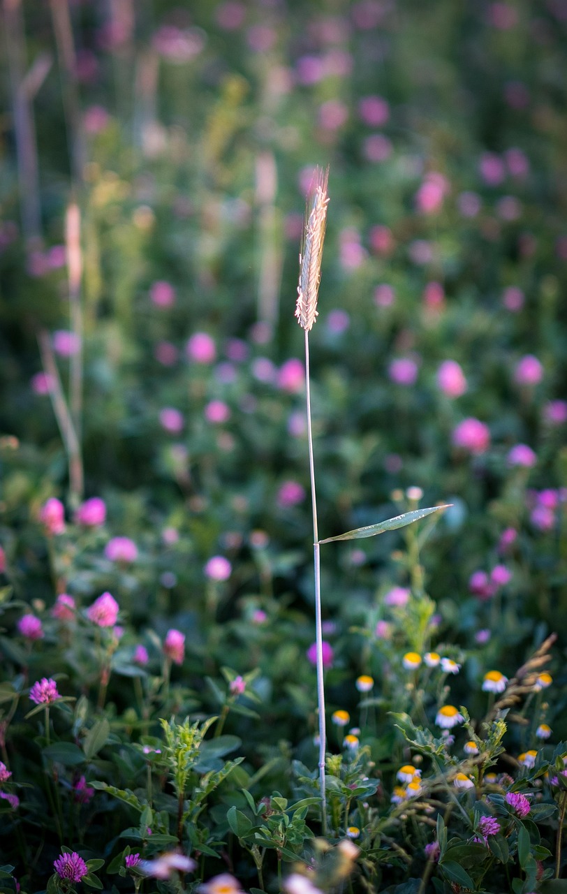 Blade Of Grass Halm Meadow - Free photo on Pixabay - Pixabay