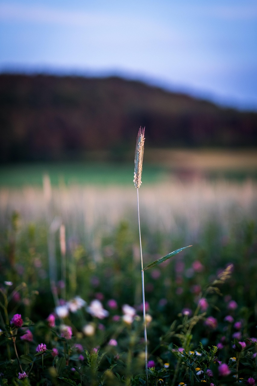 Blade Of Grass Halm Meadow - Free photo on Pixabay - Pixabay