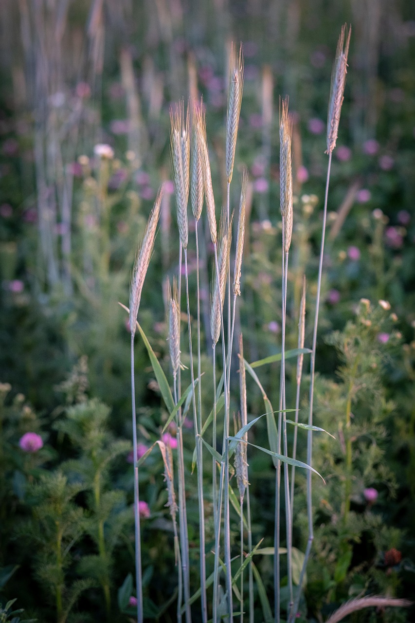 Blade Of Grass Halm Meadow - Free photo on Pixabay - Pixabay