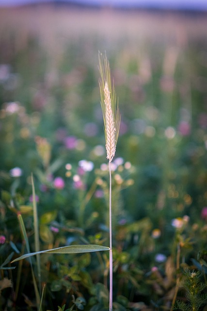 Blade Of Grass Halm Meadow - Free photo on Pixabay