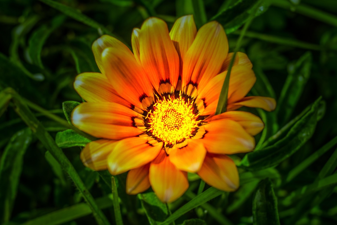 Bunga Yang Indah Diterangi Cantik - Foto gratis di Pixabay - Pixabay
