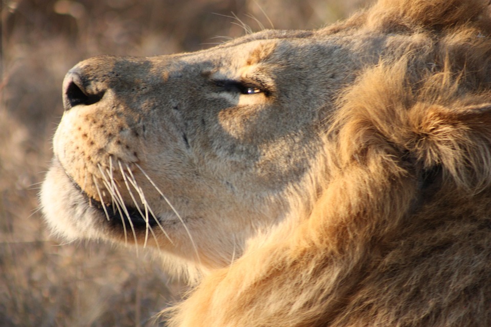 Löwe Afrika Botswana - Kostenloses Foto auf Pixabay - Pixabay
