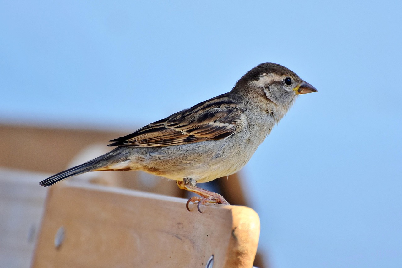 Sparrow Sperling Bird - Free photo on Pixabay