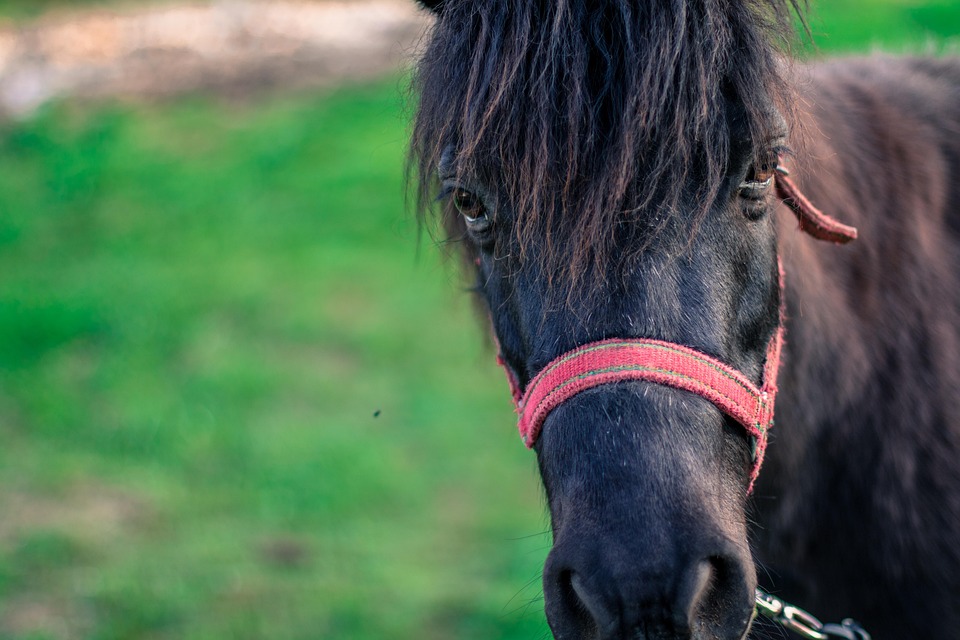 Ponei Negru Iarbă - Foto gratis en Pixabay - Pixabay