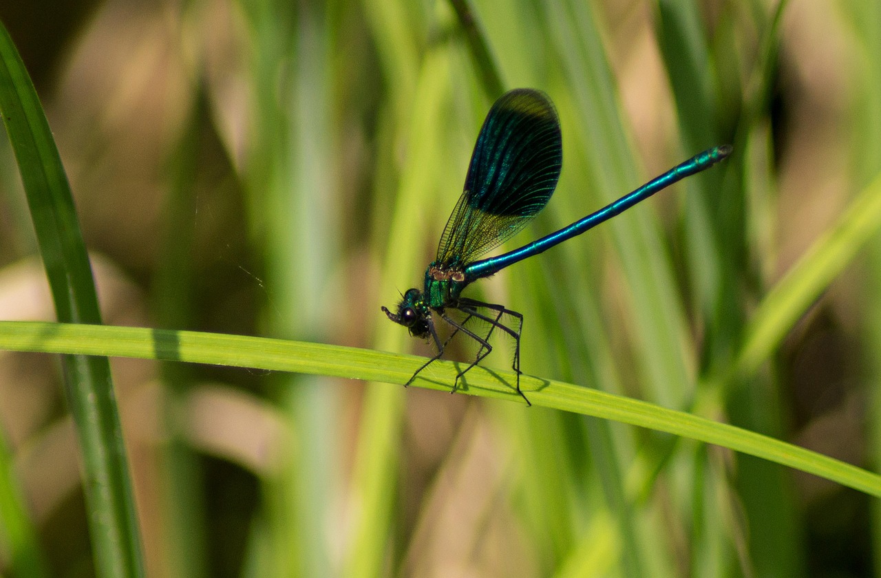 Libellule Masculin Insecte Volant - Photo gratuite sur Pixabay - Pixabay
