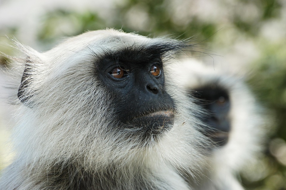 Singe Singes Animal Famille Des - Photo gratuite sur Pixabay - Pixabay