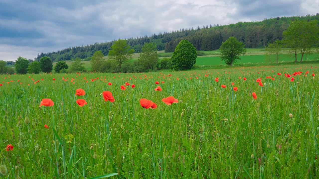 Landscape Poppies Field - Free photo on Pixabay