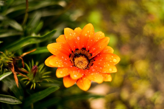 Belle Fleur Nature Beauté Gérbela - Photo gratuite sur Pixabay - Pixabay