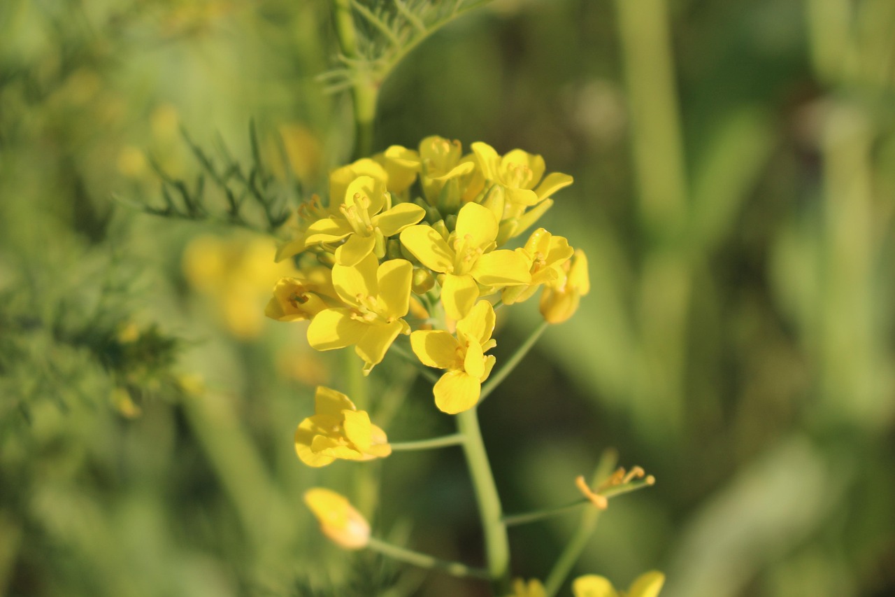100+ Free 작은꽃 & Small Flower Images - Pixabay