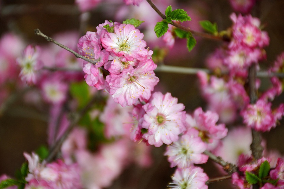 The Cherry Blossoms Spring - Free photo on Pixabay - Pixabay