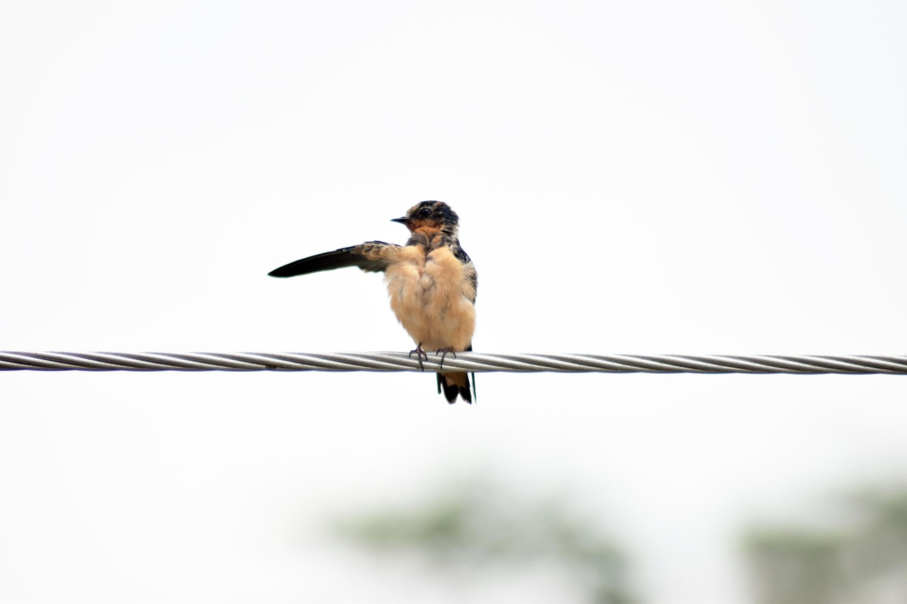 Swallow Bird It Was There - Free photo on Pixabay - Pixabay