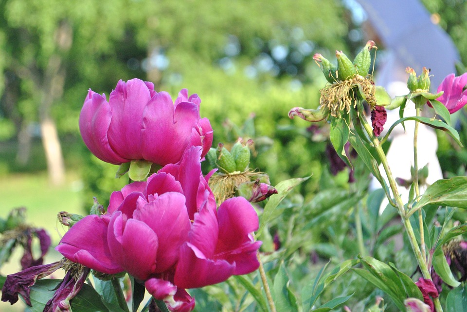 Peony Flower Nature - Free photo on Pixabay