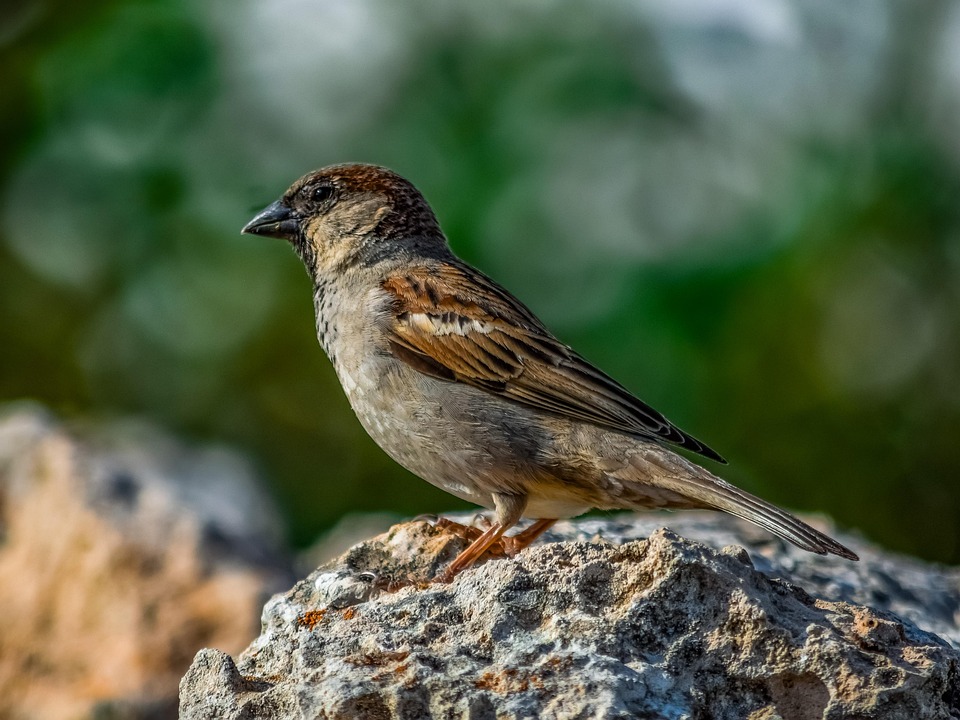 Sparrow Nature Wildlife - Free photo on Pixabay