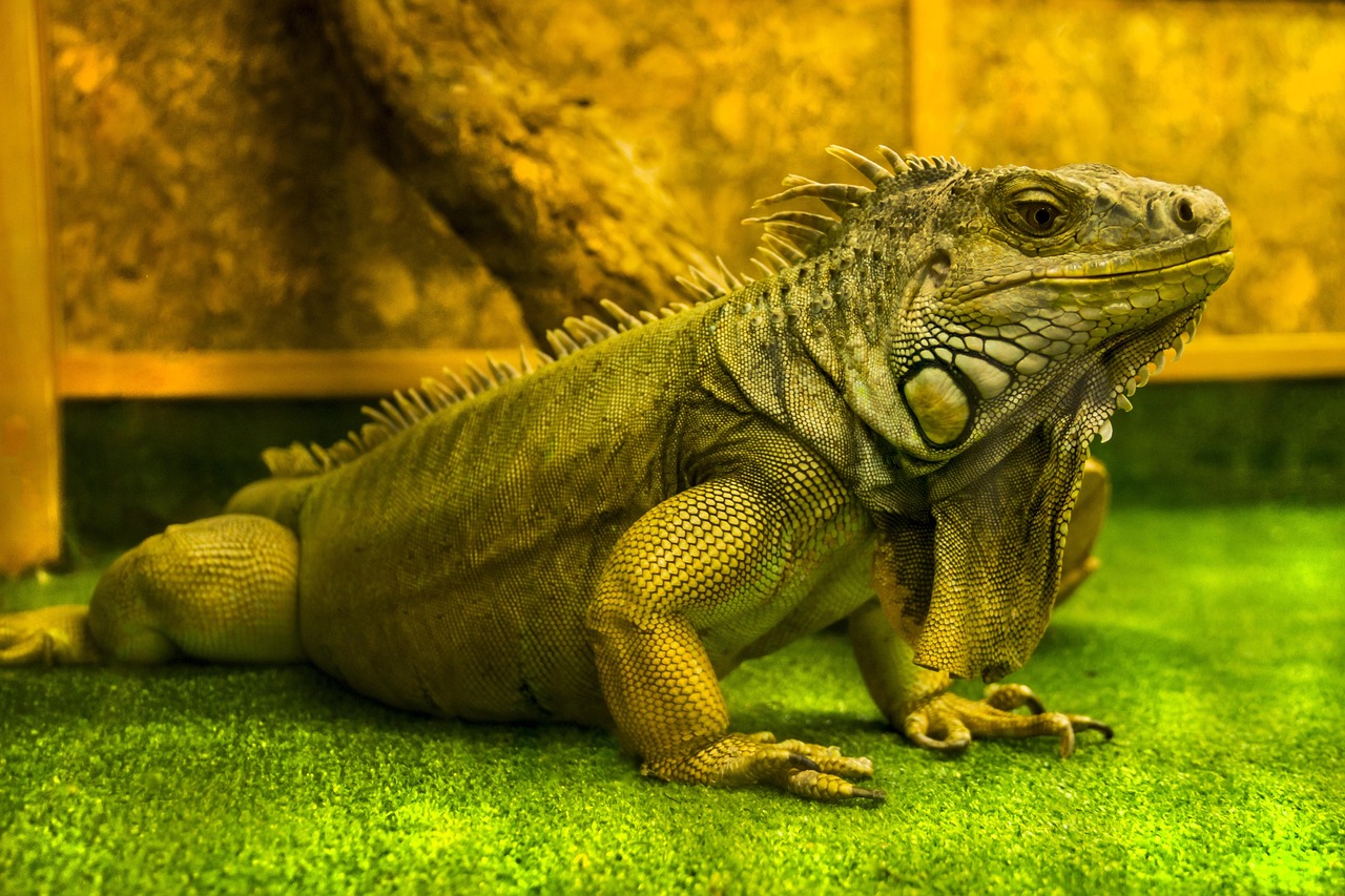 Lizard Iguana Reptiles - Free photo on Pixabay - Pixabay